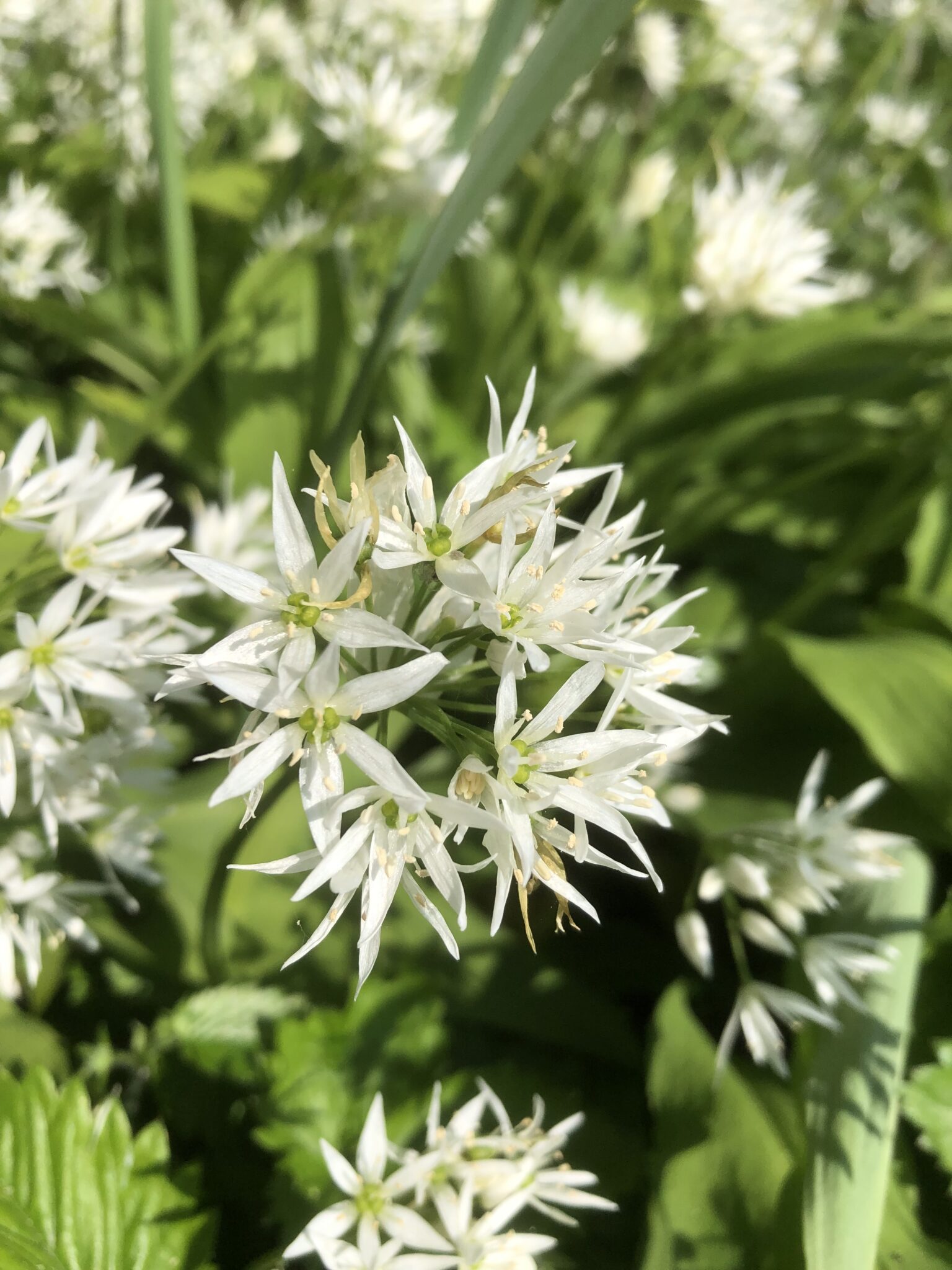 GARLIC, WILD/WOOD Seeds for sale - Poyntzfield Herb Nursery
