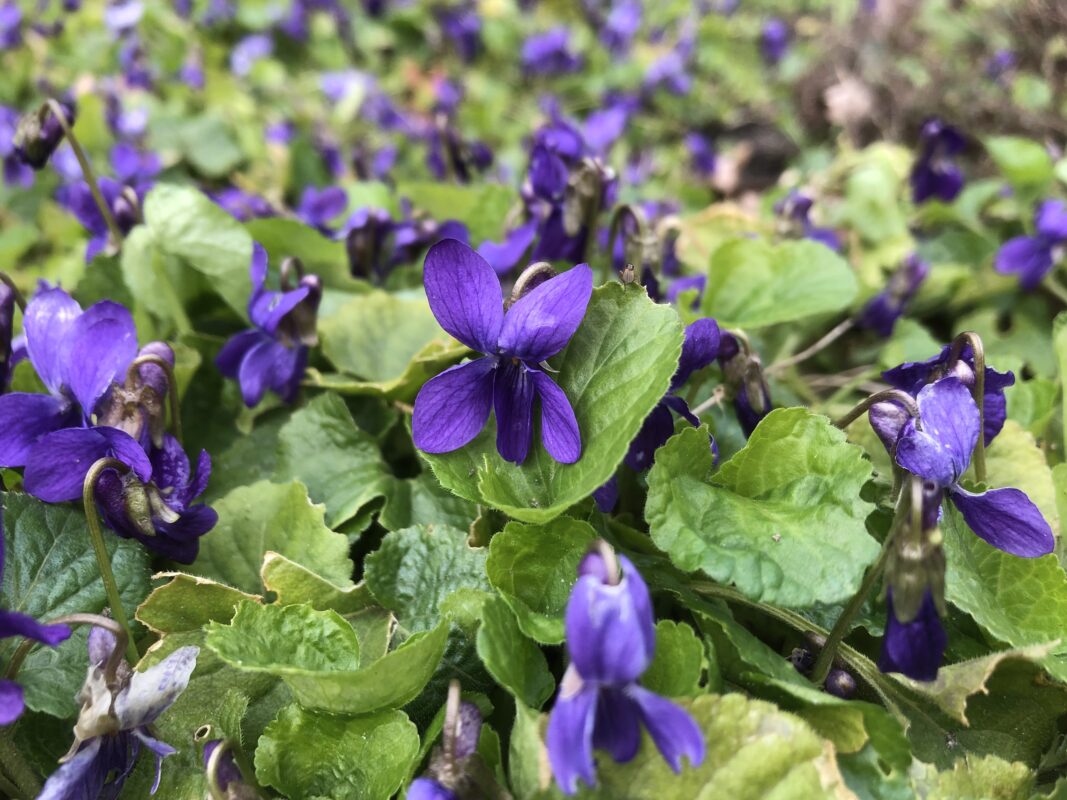 SWEET VIOLET Seeds for sale - Poyntzfield Herb Nursery