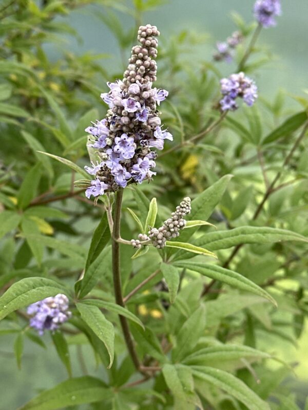 CHASTE TREE for sale - Poyntzfield Herb Nursery